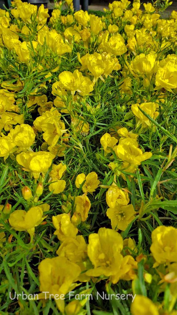 Calylophus drummondianus | Urban Tree Farm Nursery