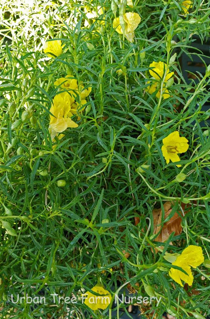Calylophus drummondianus | Urban Tree Farm Nursery