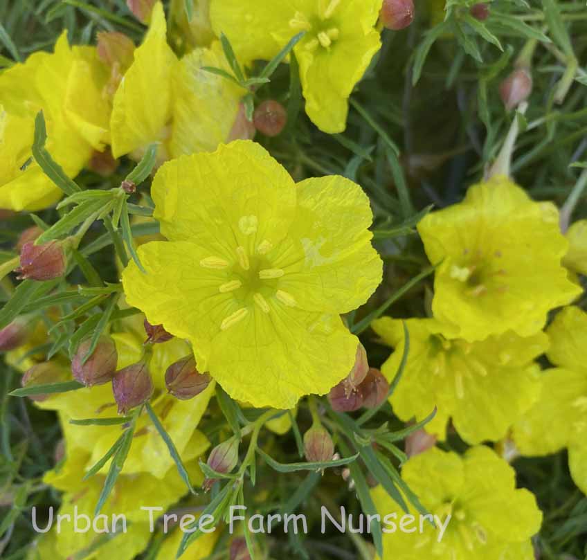 Calylophus hartwegii 'Texas Gold' | Urban Tree Farm Nursery