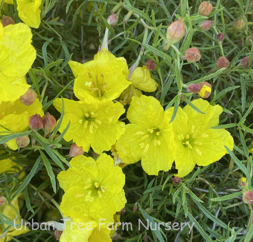 Calylophus hartwegii 'Texas Gold' | Urban Tree Farm Nursery