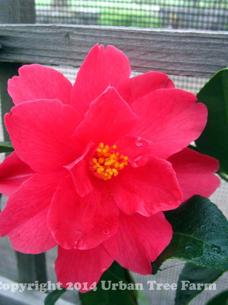 Camellia hybrid 'Freedom Bell' | Urban Tree Farm Nursery