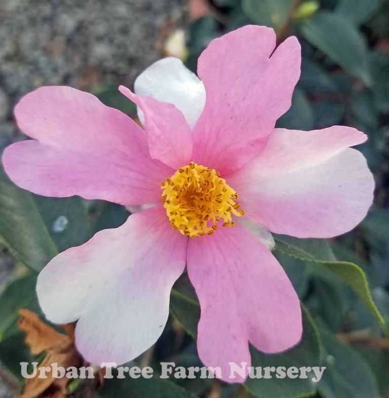 Camellia hybrid 'Yume' | Urban Tree Farm Nursery