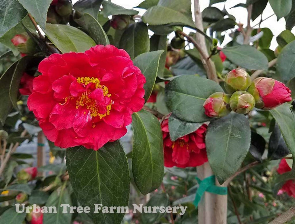 Camellia japonica 'Bob Hope' STD | Urban Tree Farm Nursery