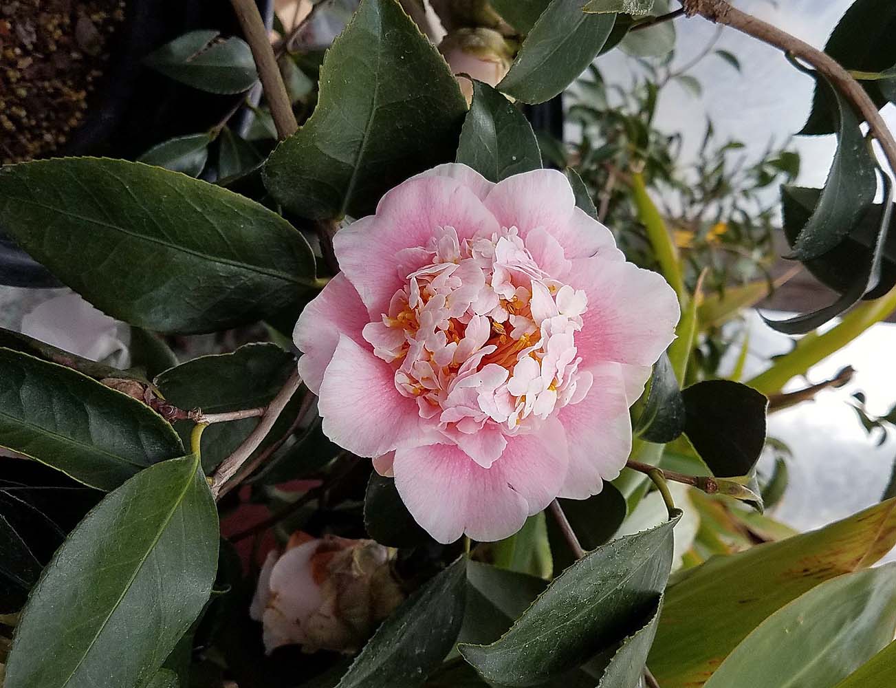 Camellia japonica 'CM Wilson' | Urban Tree Farm Nursery