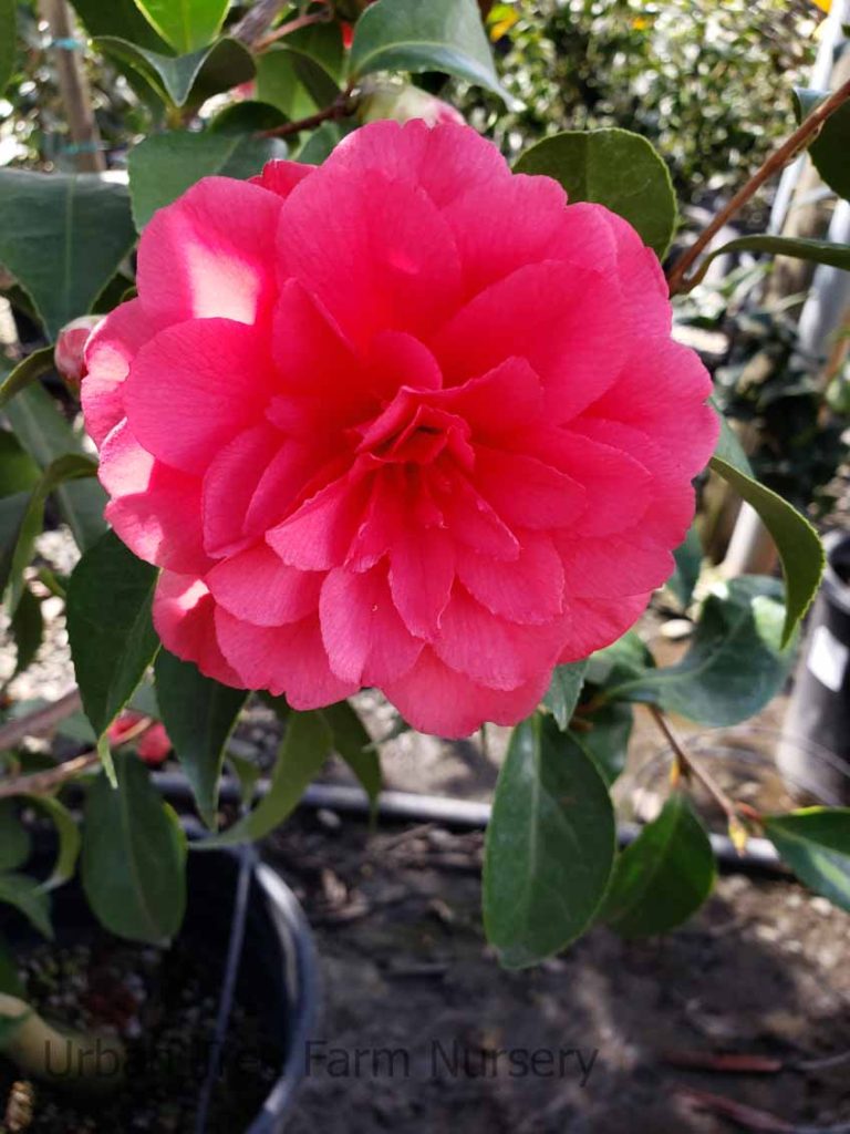 Camellia japonica 'Colonel Fiery' | Urban Tree Farm Nursery