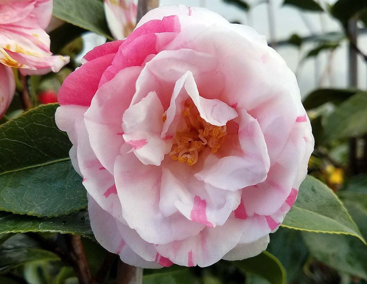 Camellia japonica 'Hanami Gasa' | Urban Tree Farm Nursery
