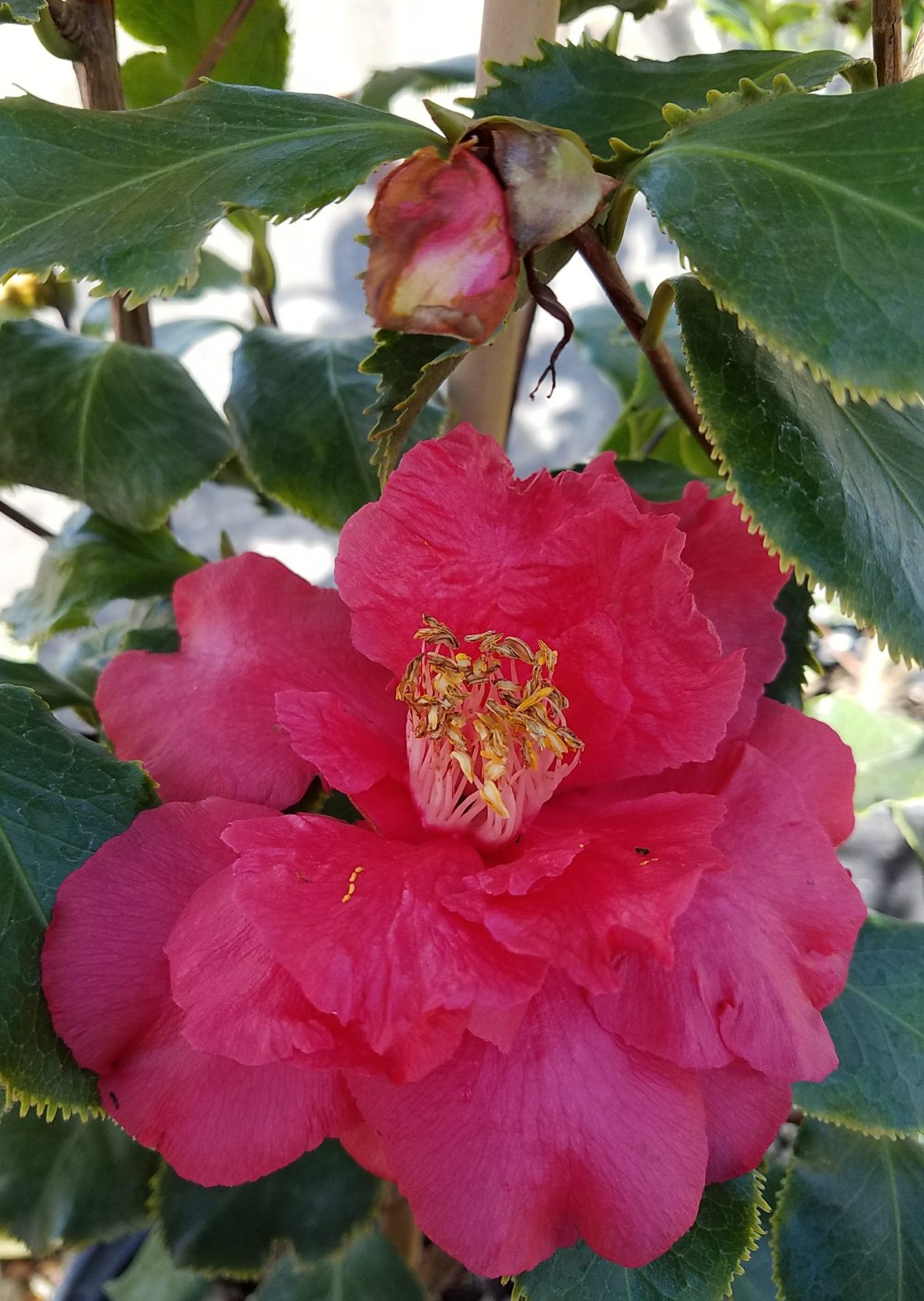 Camellia japonica 'Holly Bright' | Urban Tree Farm Nursery