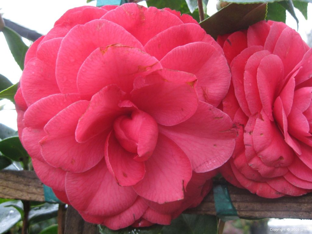 Camellia japonica 'Julia Drayton' | Urban Tree Farm Nursery