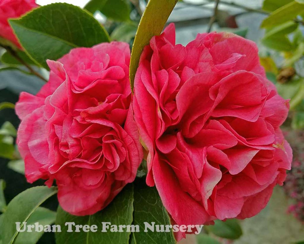 Camellia japonica 'Kramer's Supreme' TRELLIS | Urban Tree Farm Nursery