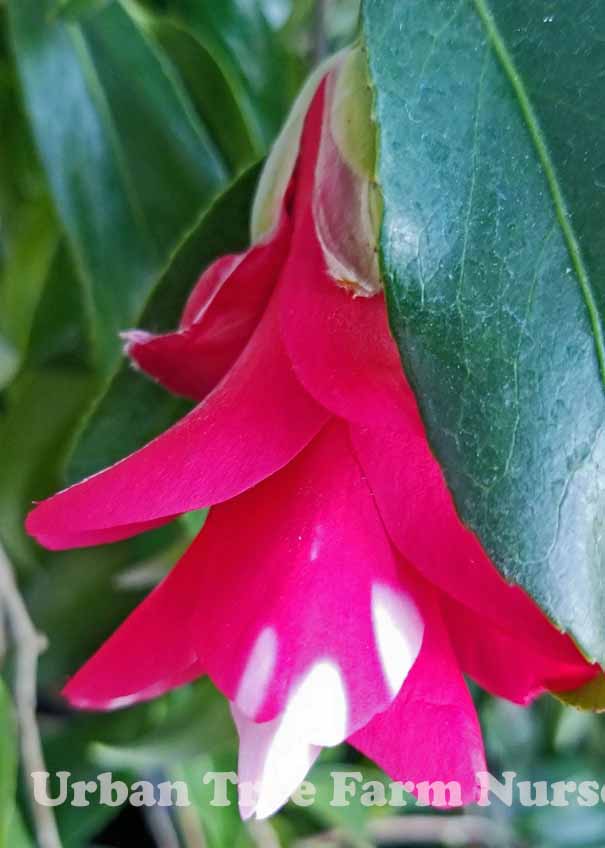Camellia japonica 'Kujaka Tsubaki' | Urban Tree Farm Nursery