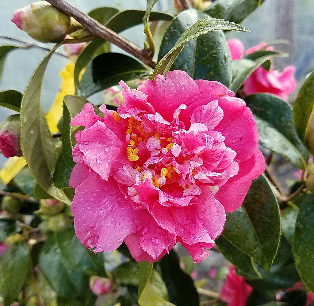 Camellia japonica 'Kumasaka' | Urban Tree Farm Nursery