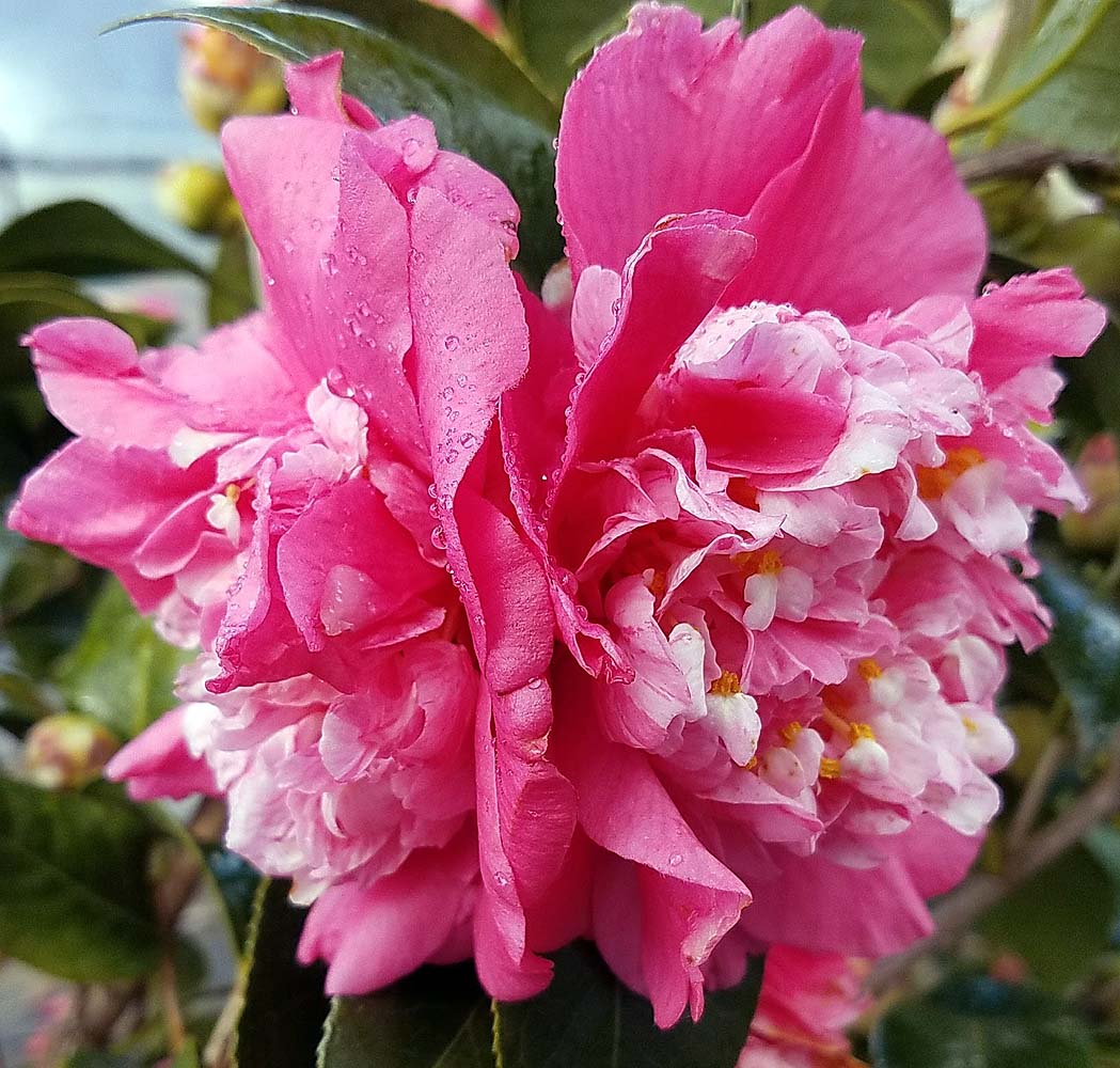 Camellia japonica 'Kumasaka' | Urban Tree Farm Nursery