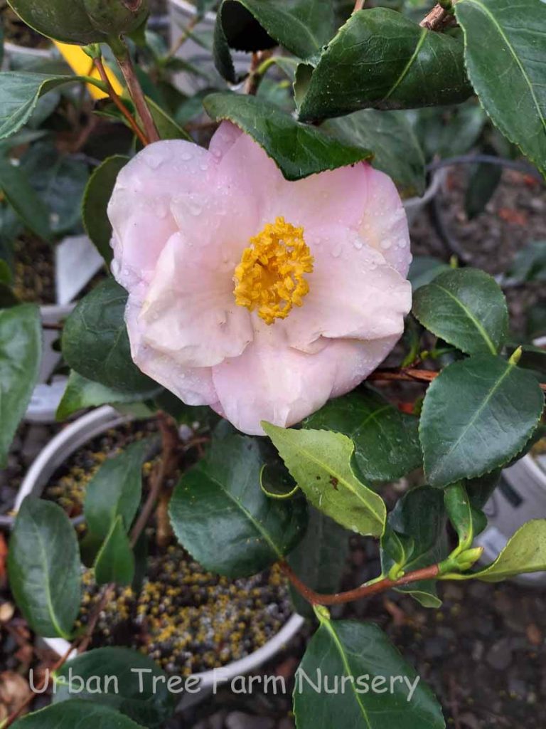 Camellia japonica 'Magnoliaeflora' | Urban Tree Farm Nursery