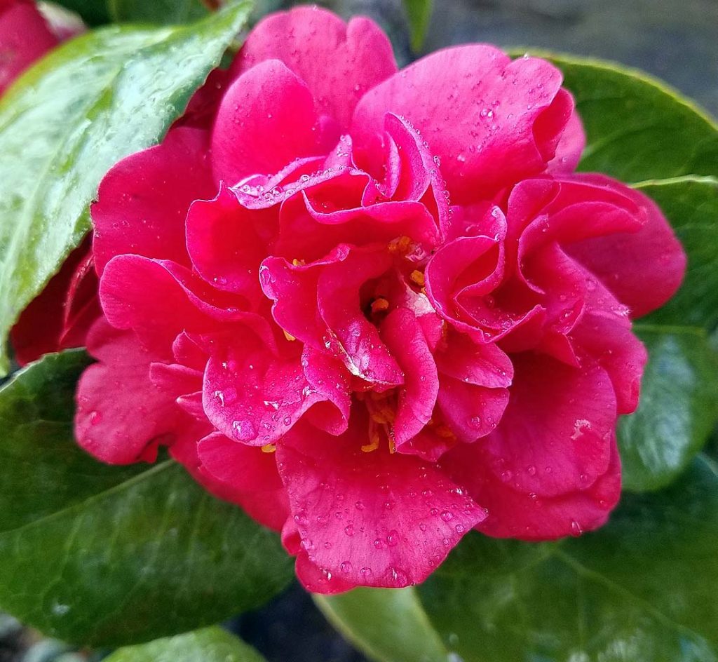 Camellia japonica 'Mrs. Charles Cobb' | Urban Tree Farm Nursery