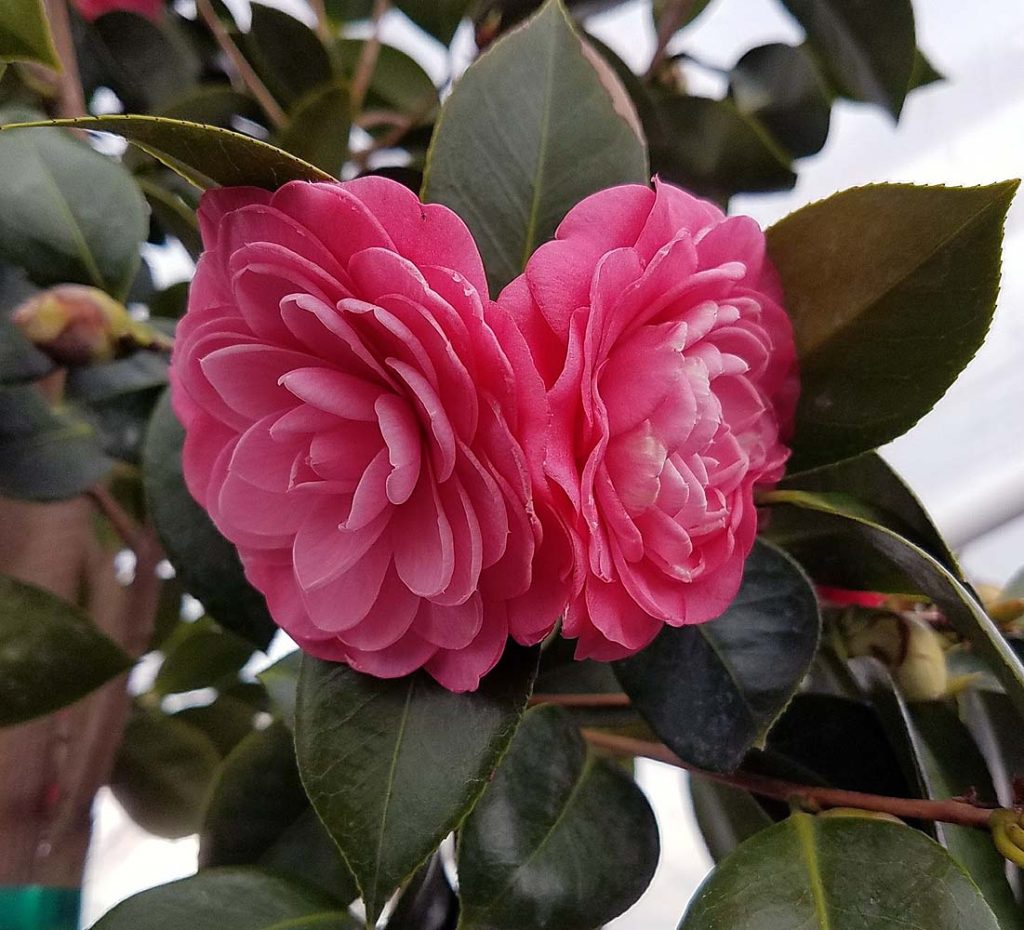 Camellia japonica 'Mrs. Tingley' | Urban Tree Farm Nursery