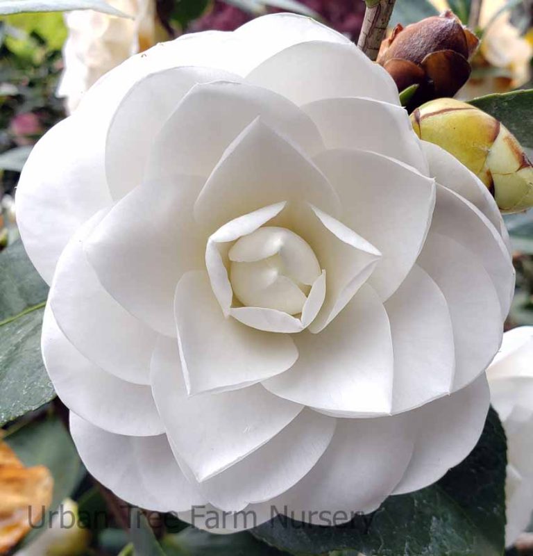 Camellia japonica 'Nuccio's Cameo' | Urban Tree Farm Nursery