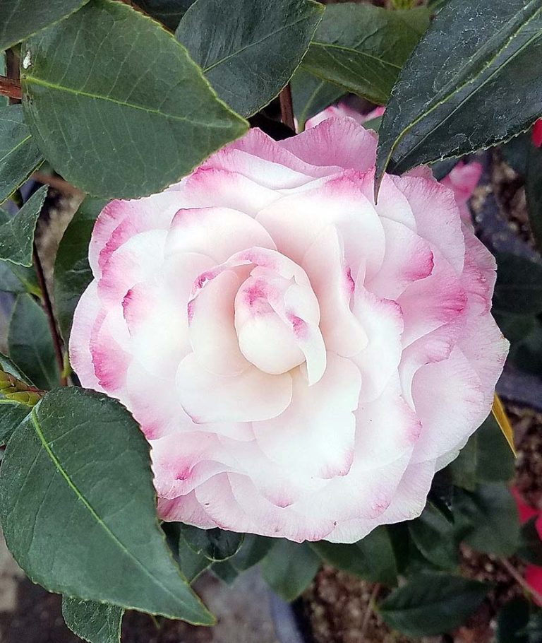 Camellia japonica 'Nuccio's Gem' | Urban Tree Farm Nursery