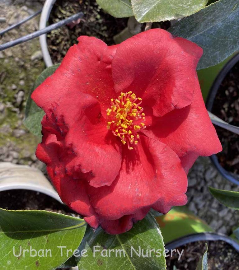 Camellia japonica 'Royal Velvet' | Urban Tree Farm Nursery