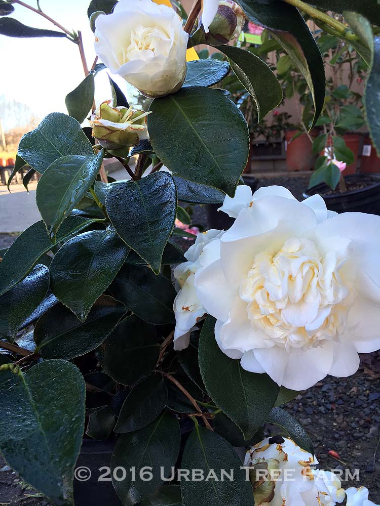 Camellia japonica 'Shiro Chan' | Urban Tree Farm Nursery