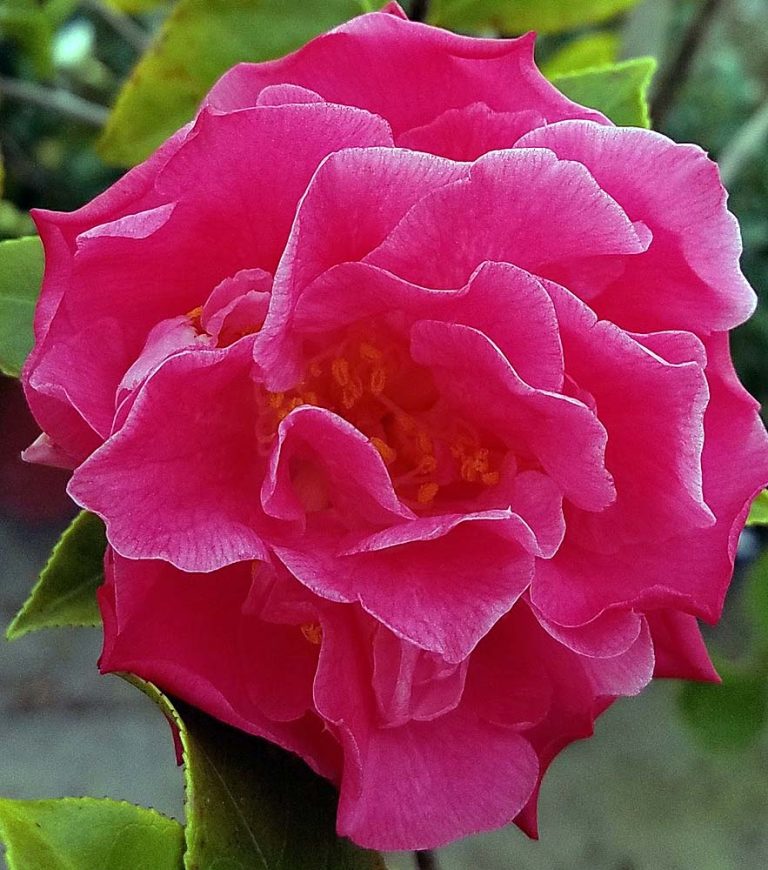 Camellia japonica 'Spellbound' | Urban Tree Farm Nursery