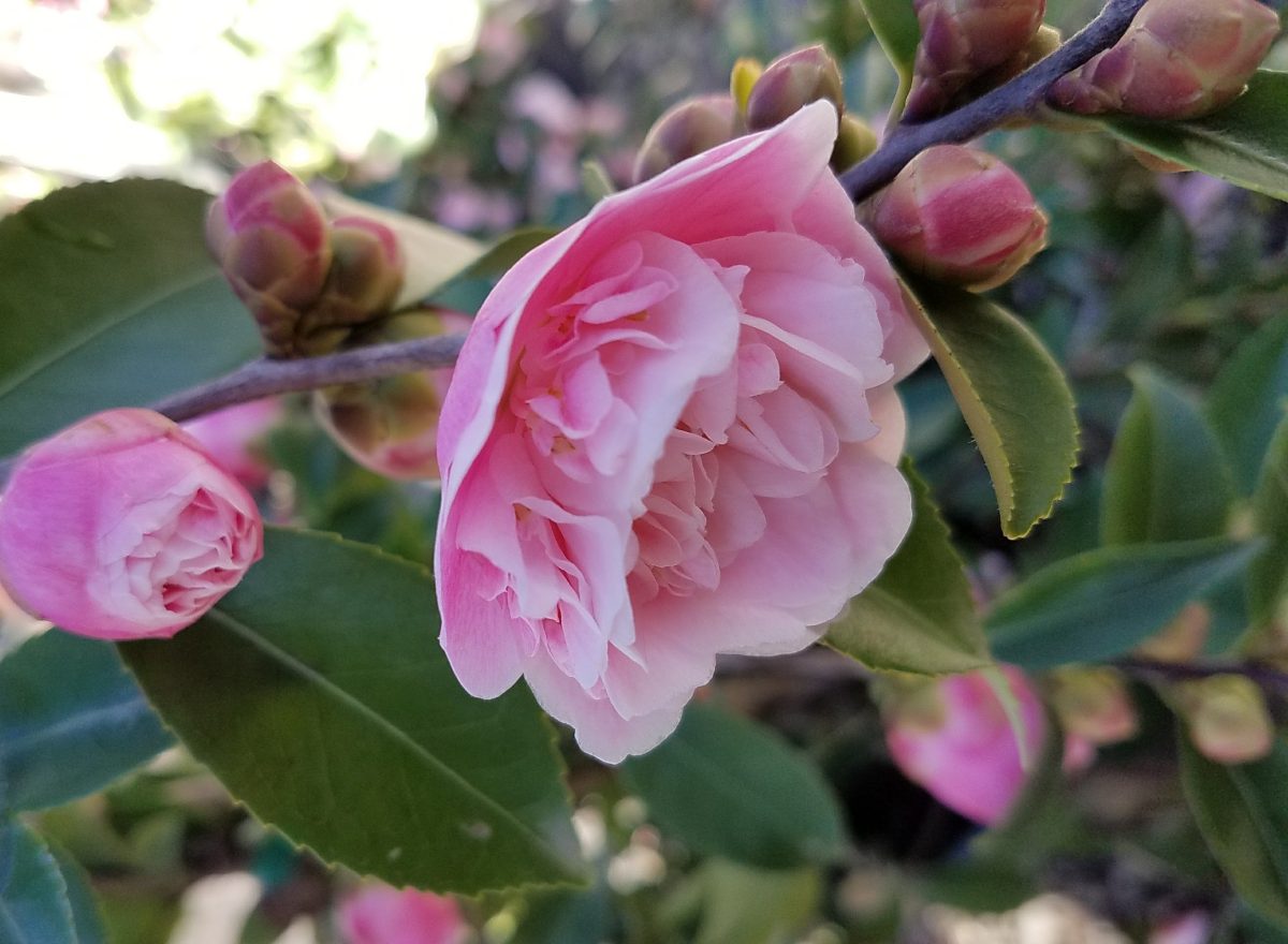 Camellia japonica 'Sweet Emily Kate' | Urban Tree Farm Nursery
