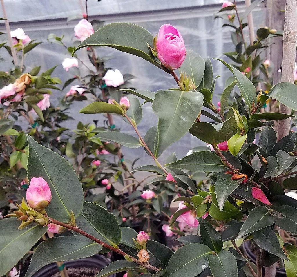 Camellia japonica 'Sweet Jane' | Urban Tree Farm Nursery