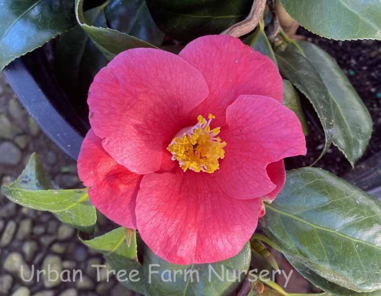Camellia japonica 'Unryu' | Urban Tree Farm Nursery
