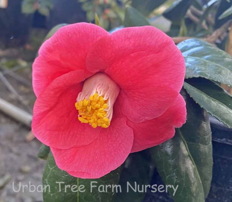 Camellia japonica 'Unryu' | Urban Tree Farm Nursery