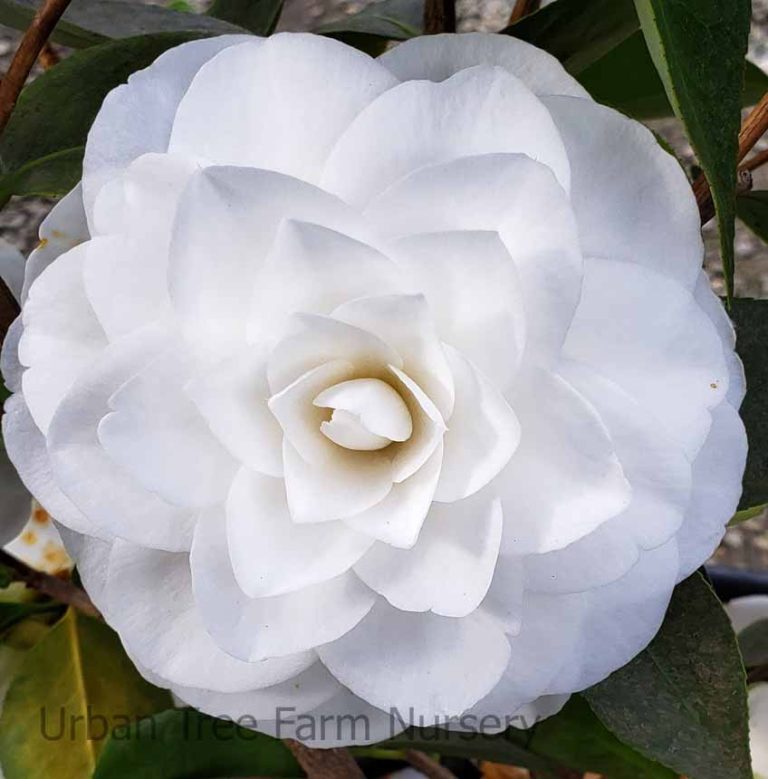 Camellia japonica 'White Swan' | Urban Tree Farm Nursery