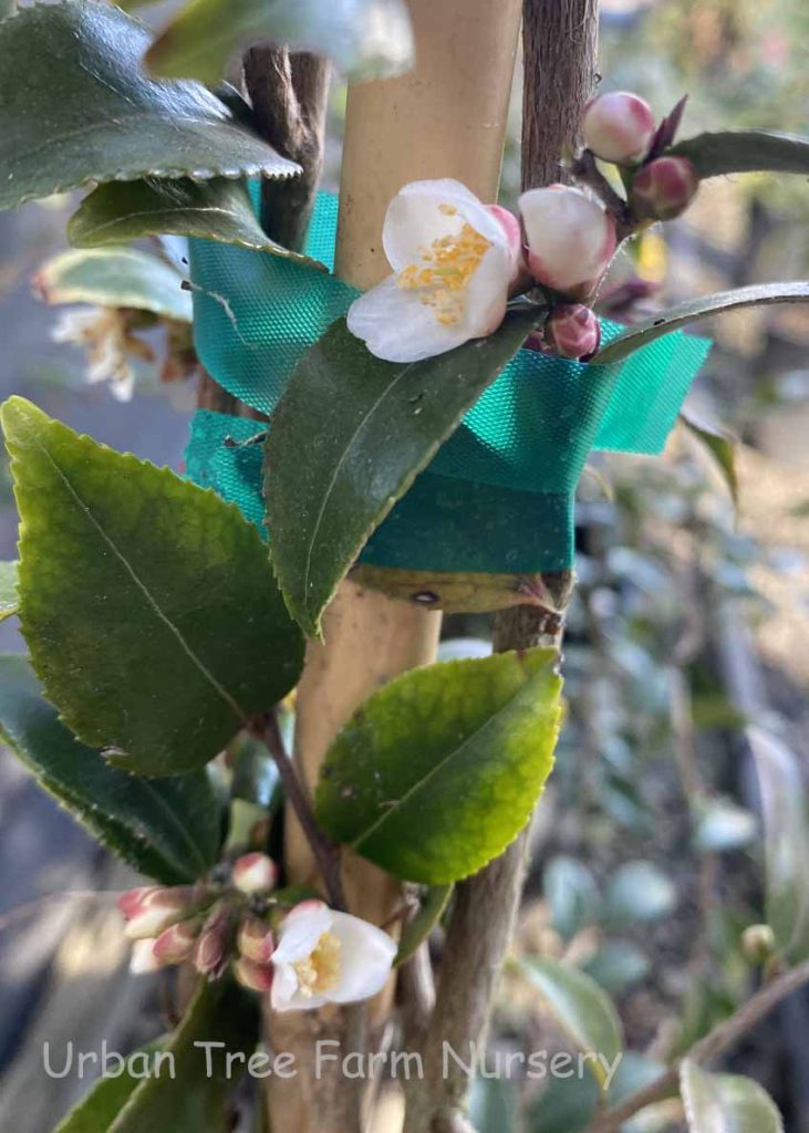 Camellia lutchuensis | Urban Tree Farm Nursery