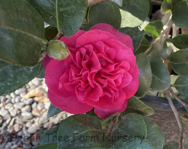 Camellia sasanqua 'Bonanza' | Urban Tree Farm Nursery