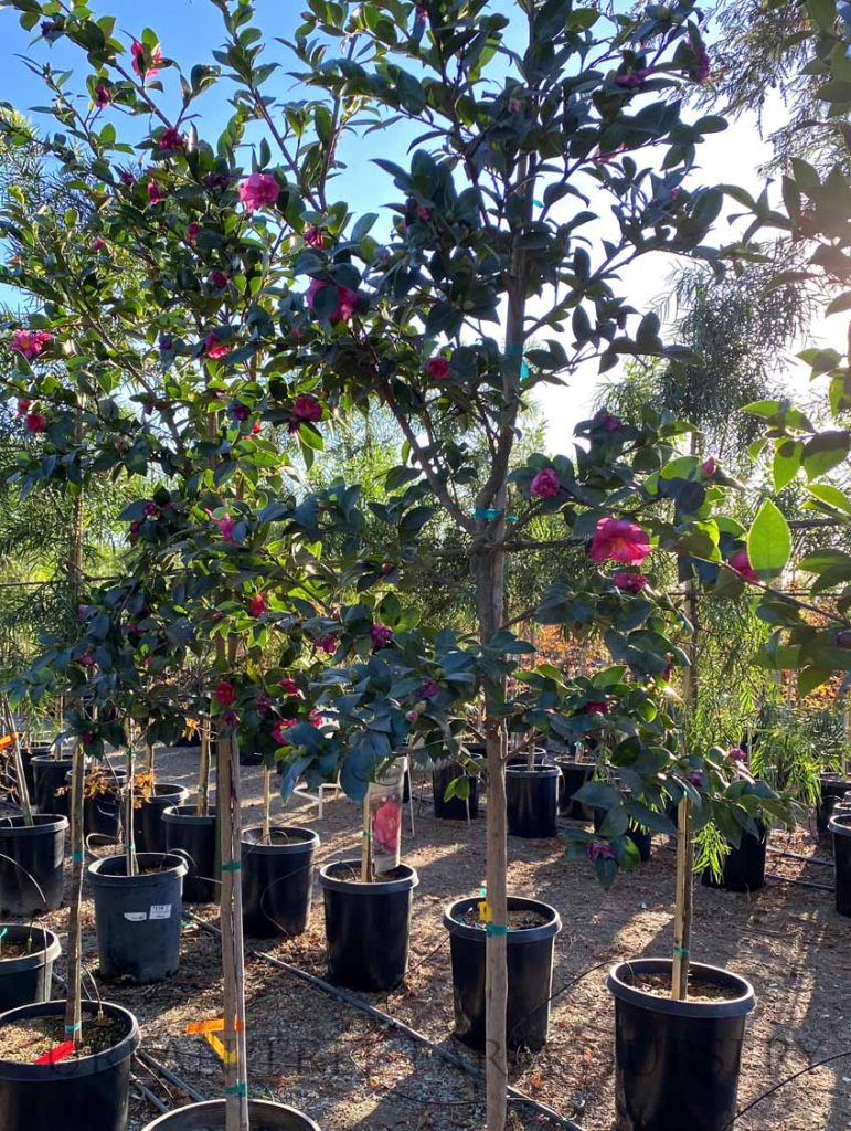 Camellia sasanqua 'Kanjiro' STD | Urban Tree Farm Nursery