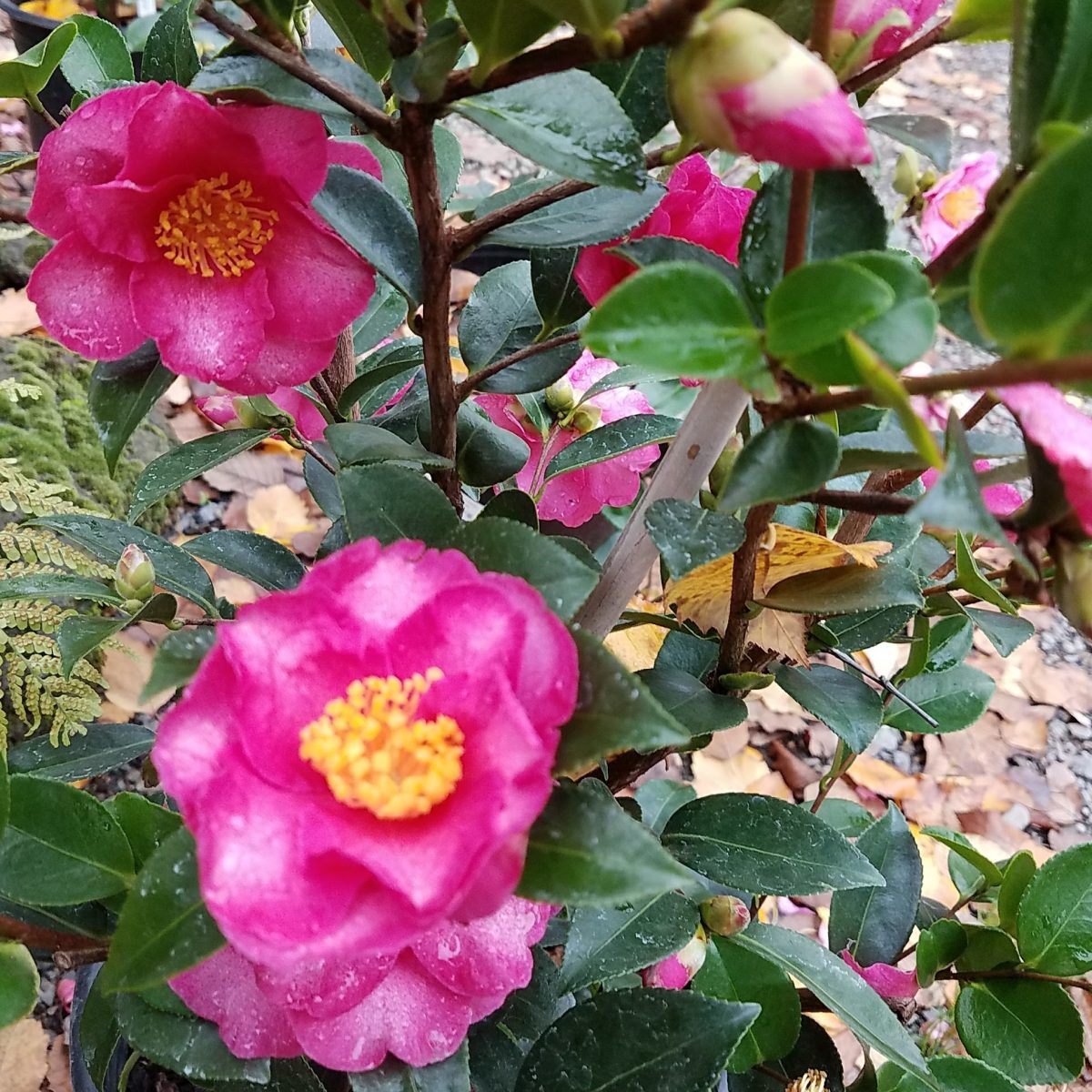 Camellia sasanqua 'Bonanza' | Urban Tree Farm Nursery