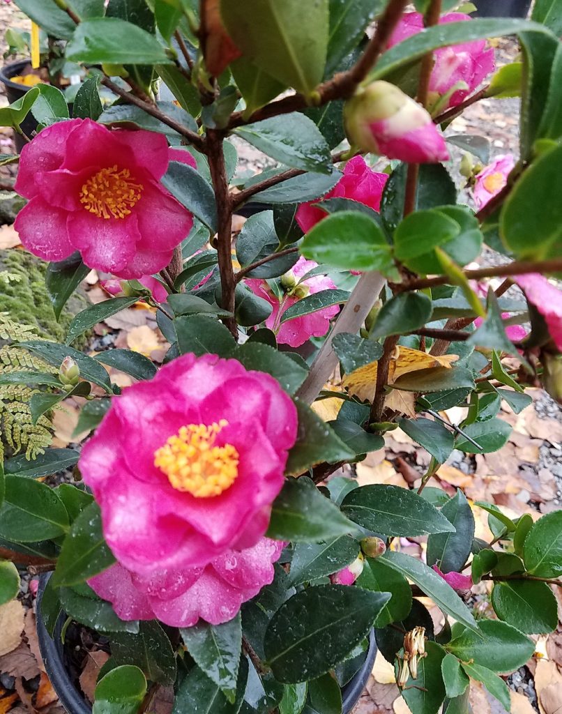 Camellia sasanqua 'Kanjiro' | Urban Tree Farm Nursery