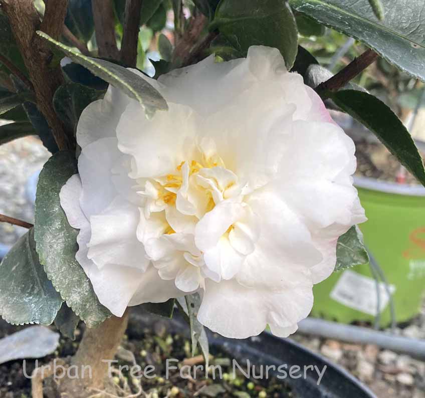 Camellia sasanqua 'October Magic Dawn' | Urban Tree Farm Nursery