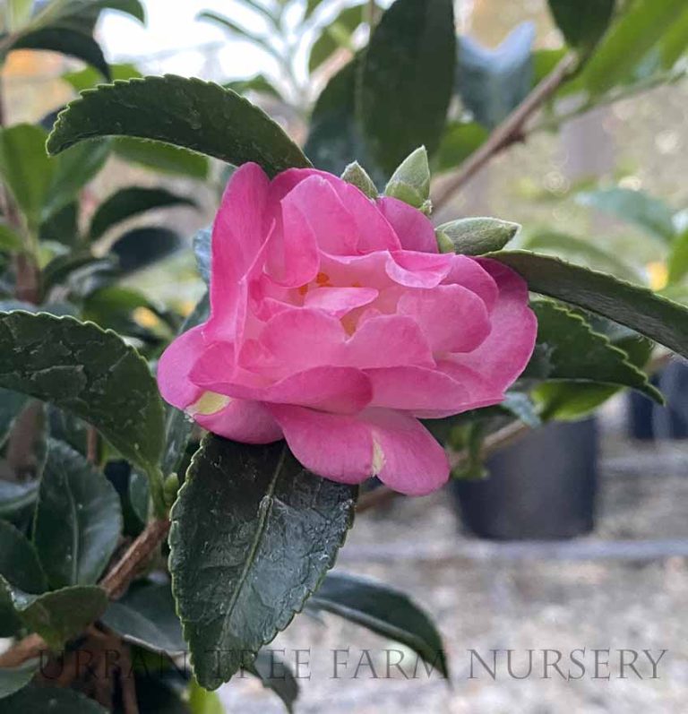 Camellia sasanqua 'October Magic Orchid' | Urban Tree Farm Nursery