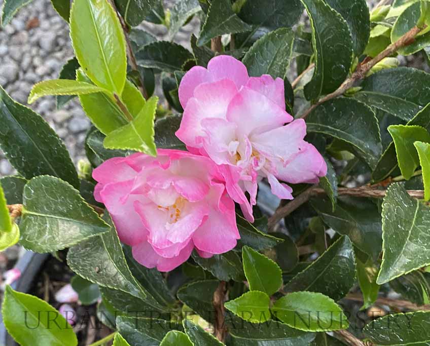 Camellia sasanqua 'October Magic Orchid' | Urban Tree Farm Nursery
