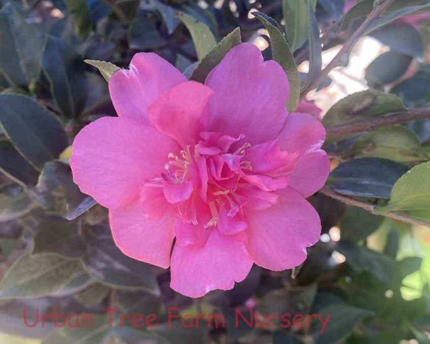 Camellia sasanqua 'October Magic Rose' | Urban Tree Farm Nursery