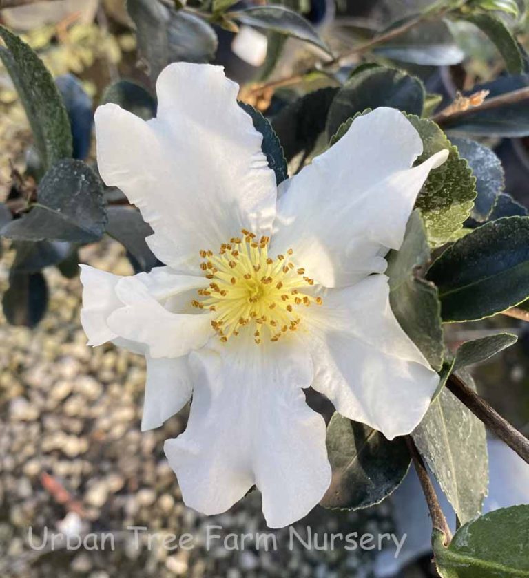 Camellia sasanqua 'Setsugetkka' | Urban Tree Farm Nursery