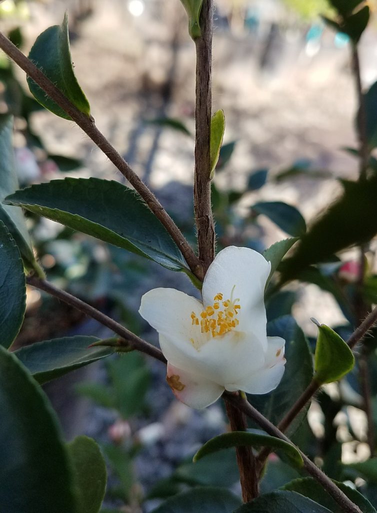 Camellia transnokoensis | Urban Tree Farm Nursery