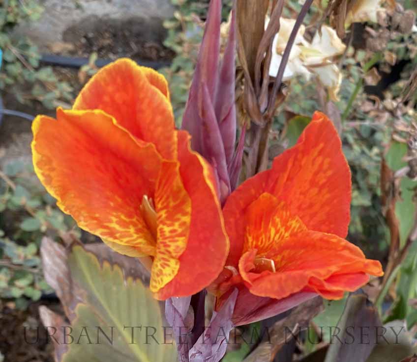 Canna 'Cleopatra' | Urban Tree Farm Nursery