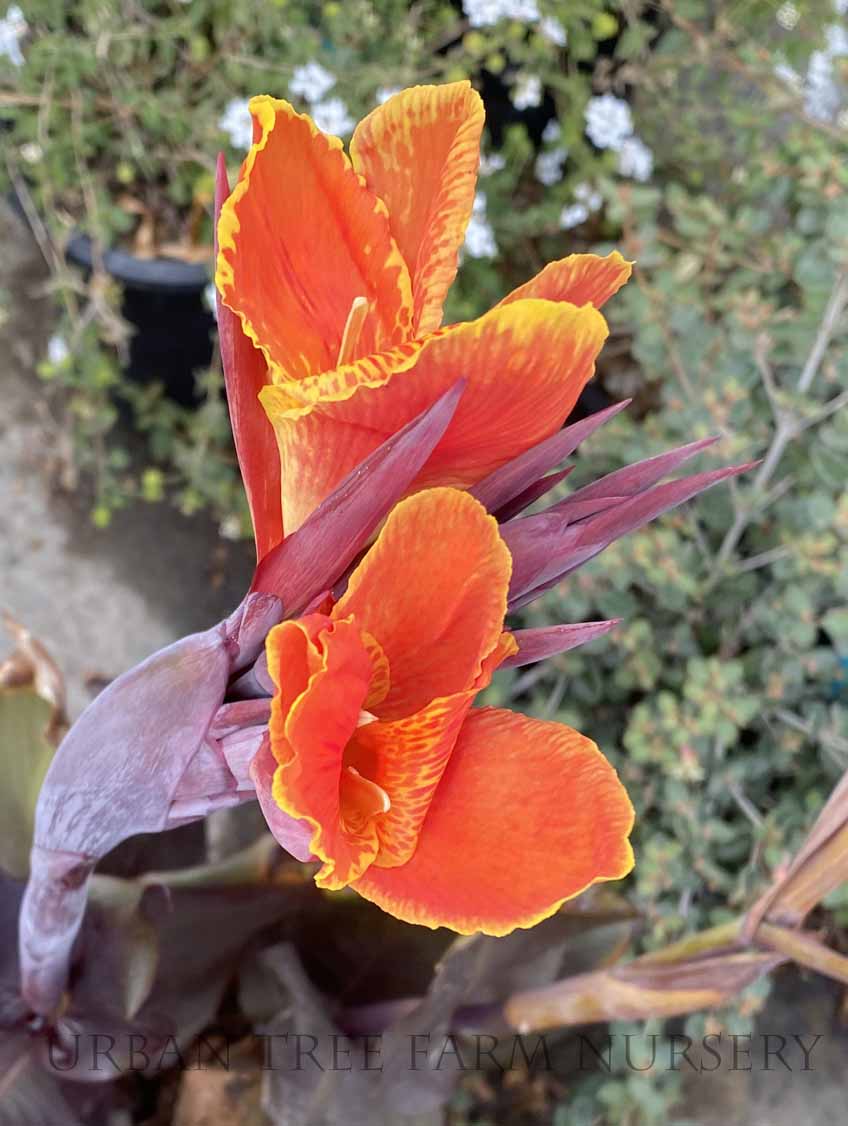 Canna 'Cleopatra' | Urban Tree Farm Nursery
