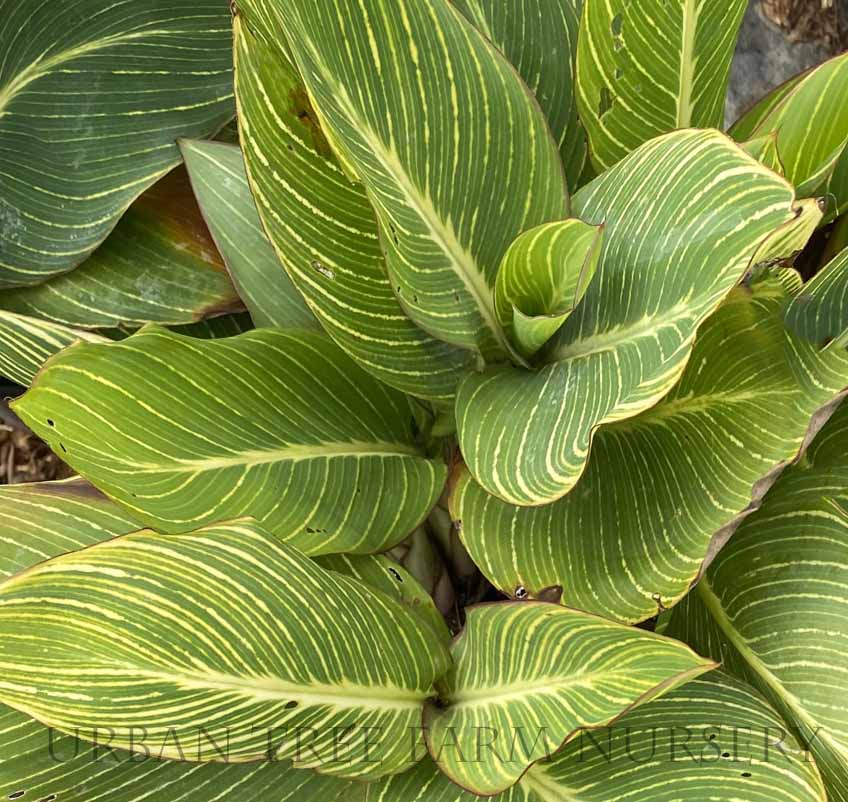 Canna 'Pretoria' | Urban Tree Farm Nursery