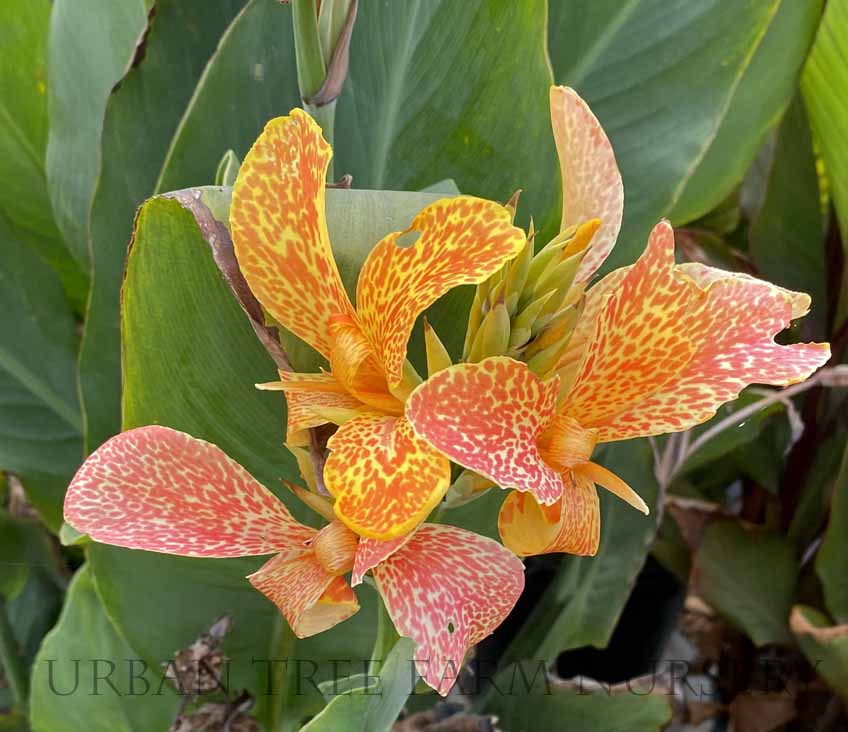 Canna 'Spotti' | Urban Tree Farm Nursery