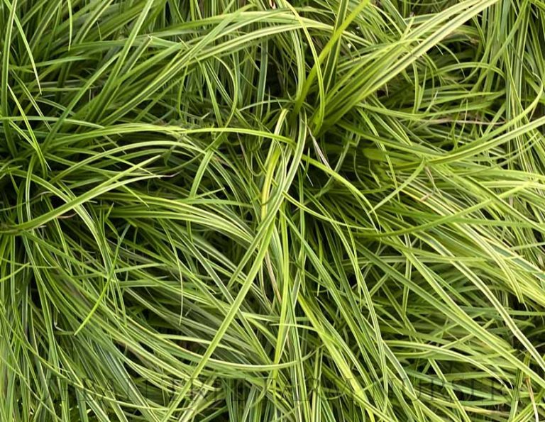 Carex dolichostachya 'Kaga Nishiki' | Urban Tree Farm Nursery