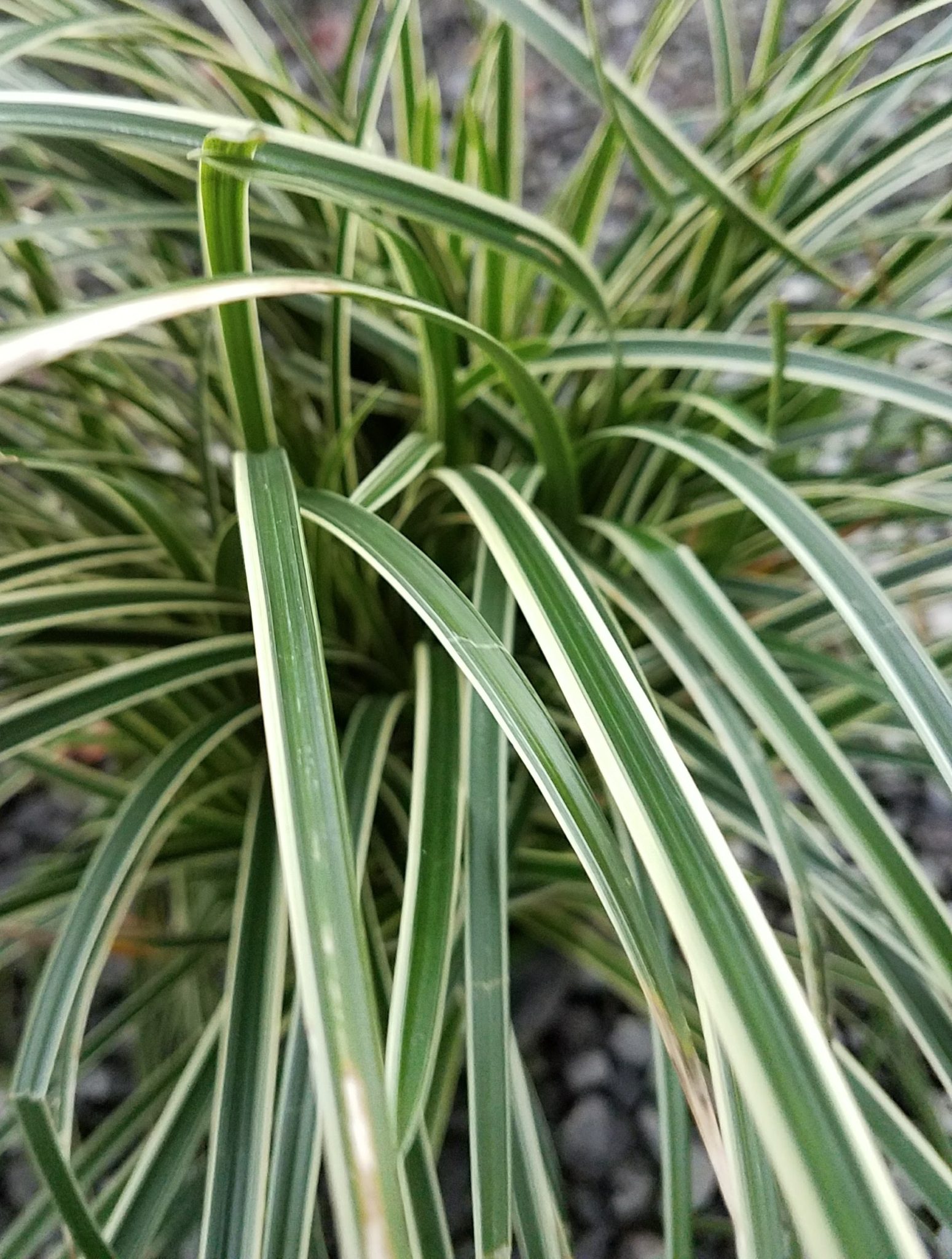 Carex morrowii 'Ice Dance' | Urban Tree Farm Nursery
