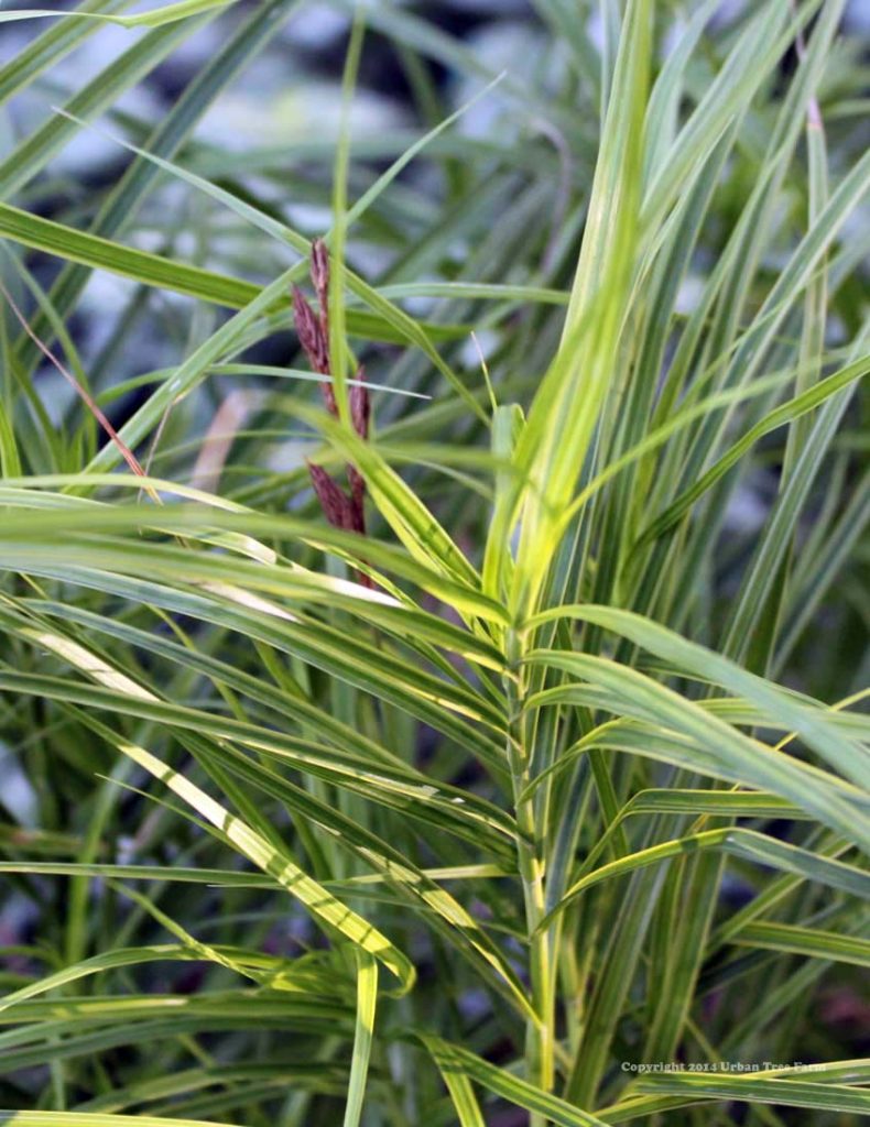 Carex muskingumensis 'Oheme' | Urban Tree Farm Nursery