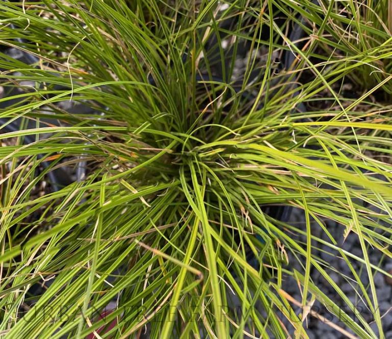 Carex testacea | Urban Tree Farm Nursery