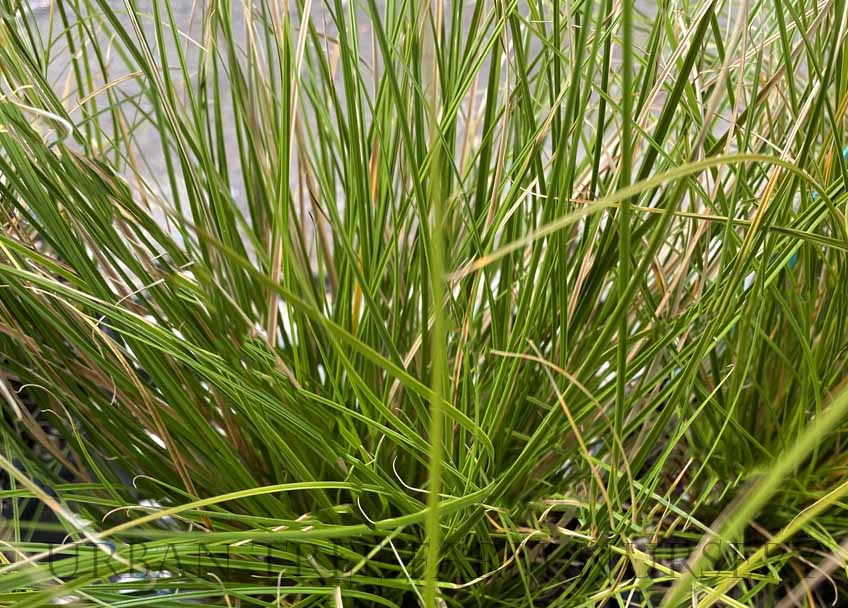 Carex testacea | Urban Tree Farm Nursery
