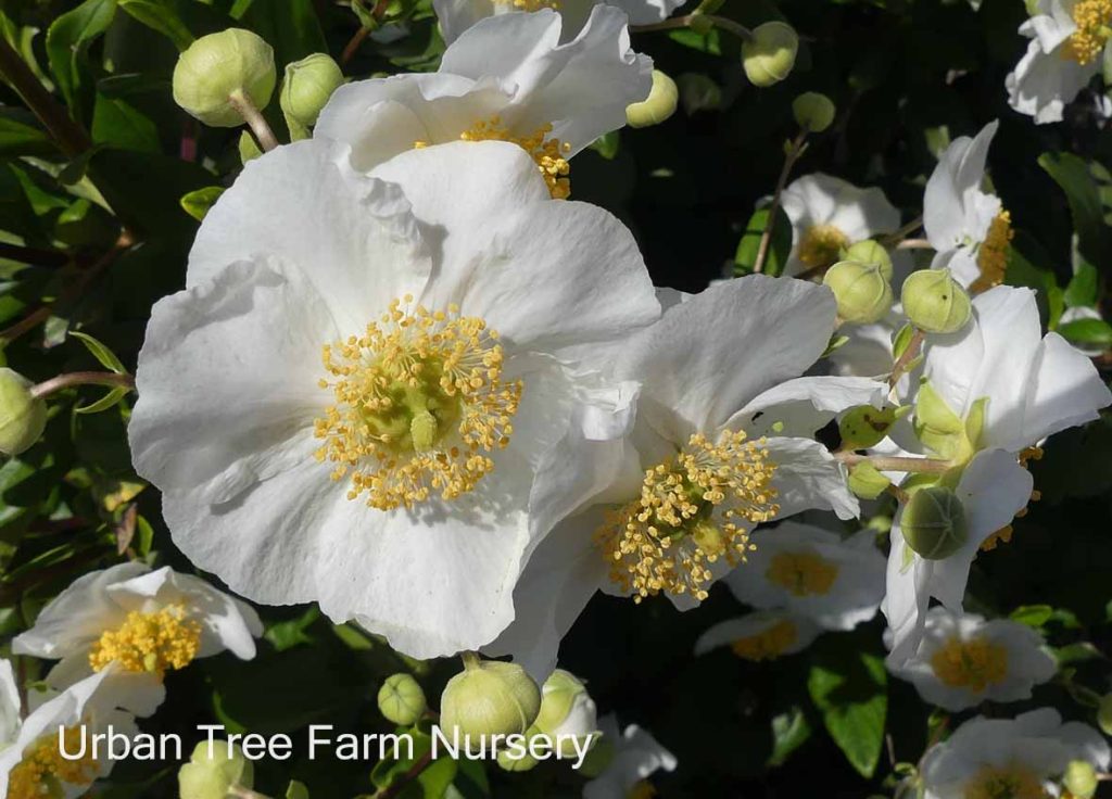 Carpenteria californica | Urban Tree Farm Nursery